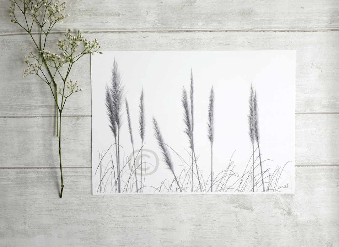 Graphite Pencil Drawing Print Long Grass Plant A5 A4 A3 - Etsy