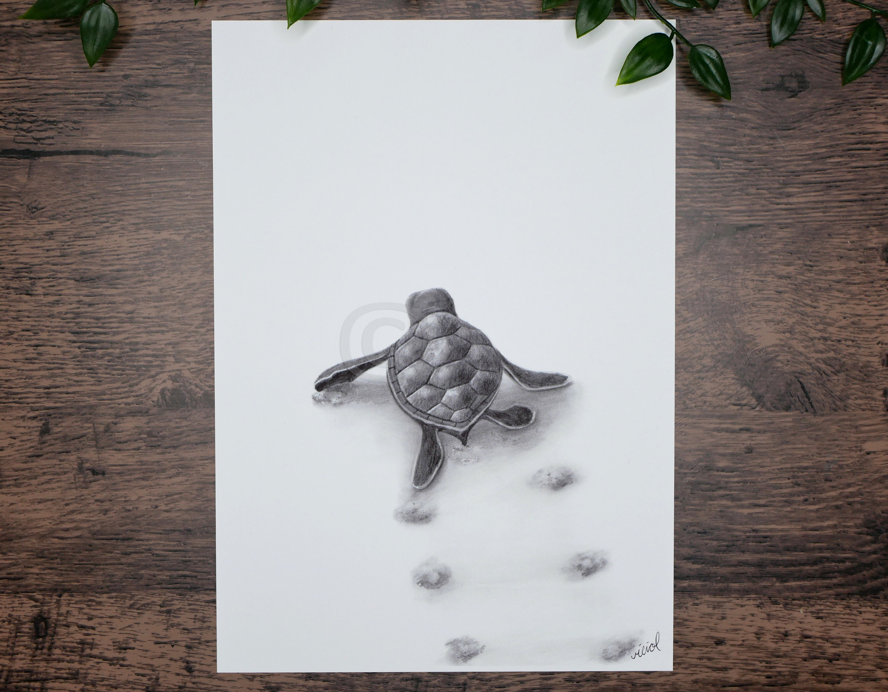 Baby Sea Turtles Graphite Drawing Prints A3 A4 A5 Signed - Etsy