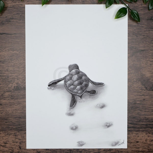 Turtle Drawing - Etsy