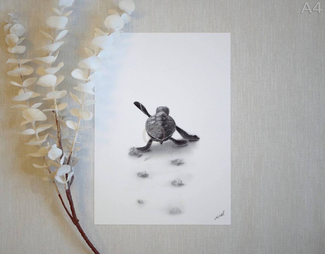 Baby Sea Turtle Graphite Drawing Print A3 A4 A5 Signed by - Etsy