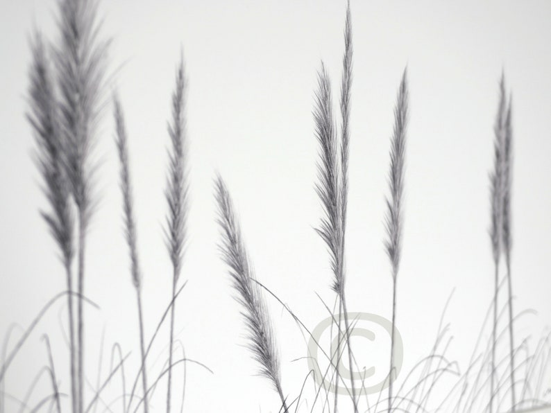 Graphite Pencil Drawing Print Long Grass Plant A5 A4 A3 - Etsy
