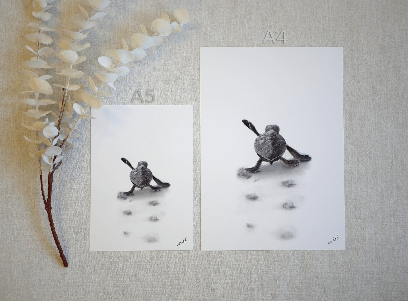 Baby Sea Turtle Graphite Drawing Print A3 A4 A5 Signed by - Etsy