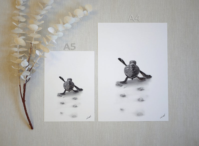 Baby Sea Turtle Graphite Drawing Print A3 A4 A5 Signed by - Etsy