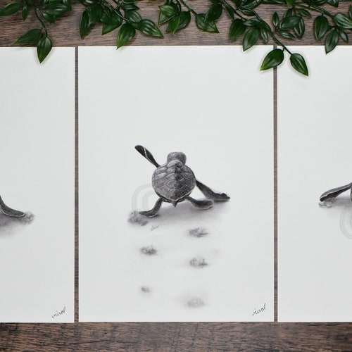 Baby Sea Turtle Graphite Drawing Print A3 A4 A5 Signed by - Etsy