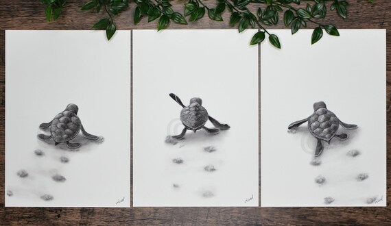 Baby Turtles Hatching Drawing