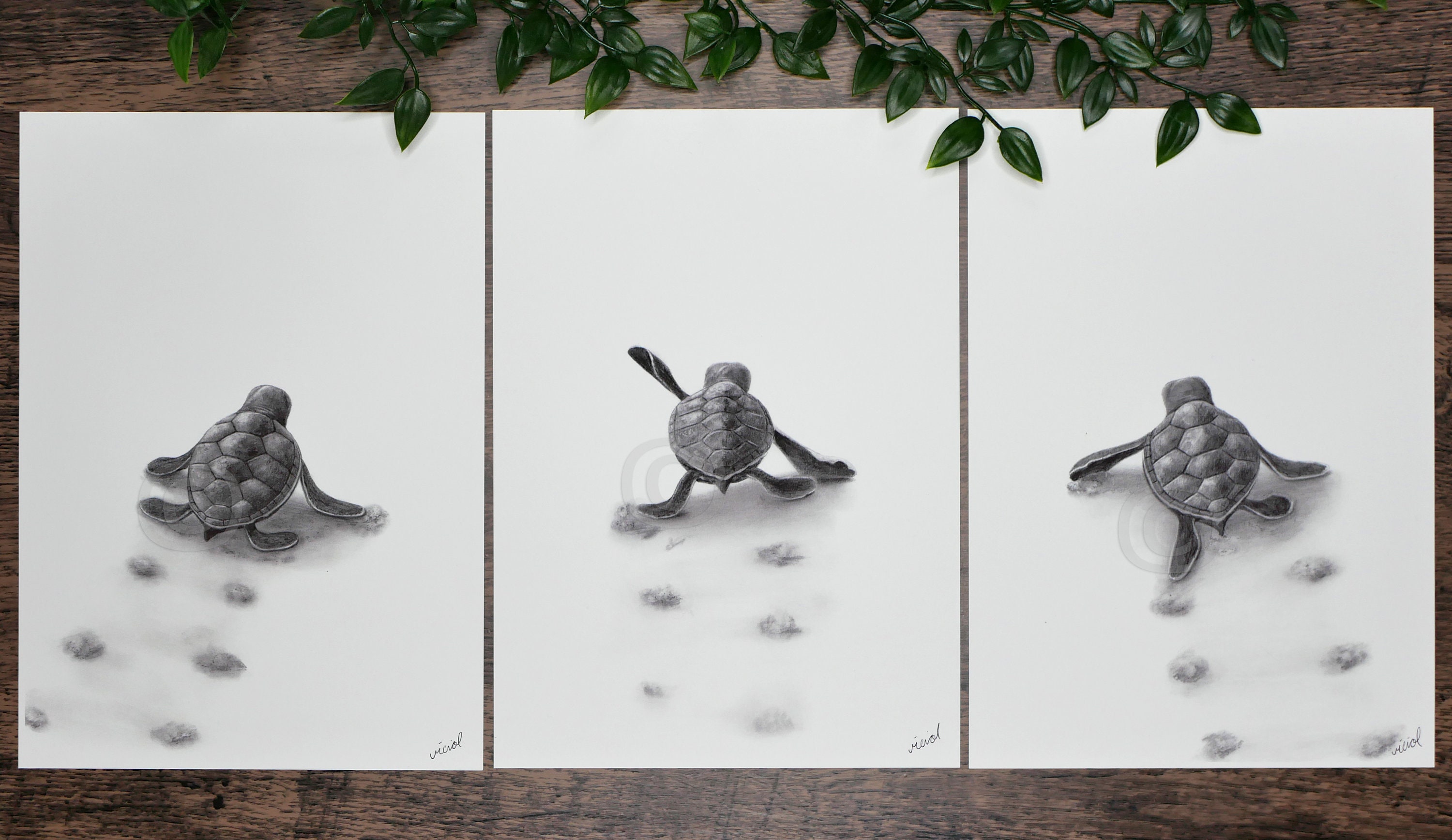Pencil Drawings Of Baby Sea Turtles