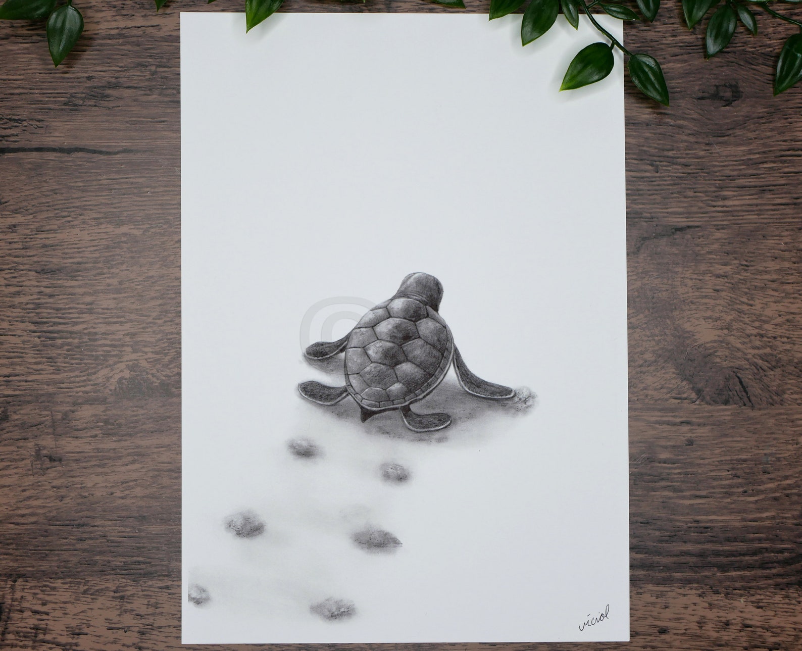 Baby Sea Turtles Graphite Drawing Prints A3 A4 A5 Signed - Etsy