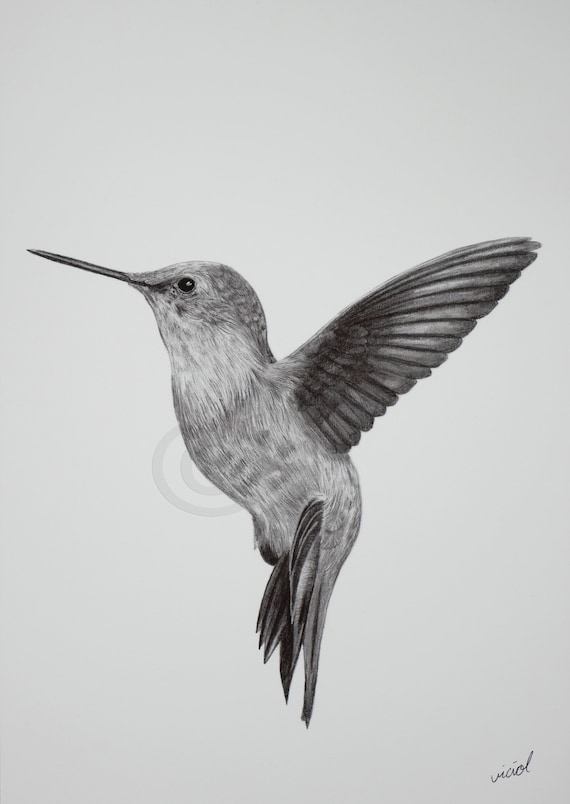 Hummingbird Flying Drawing