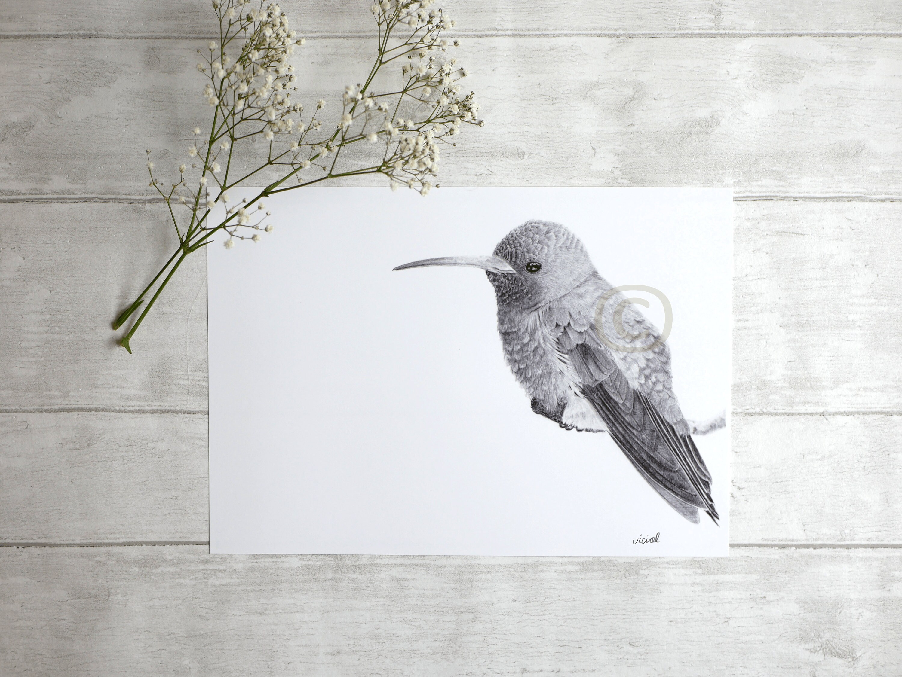Hummingbird Bird Graphite Drawing Print / A3 A4 A5 / Print - Etsy España