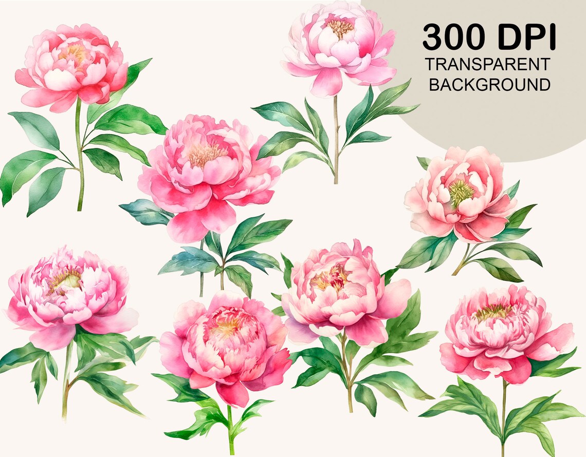 Watercolor Peony Png Clipart Watercolor Clipart Flowers Png - Etsy