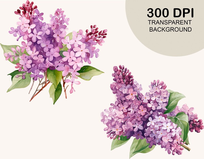 Watercolor Lilac Clipart Lilac Png Bundle Watercolor - Etsy