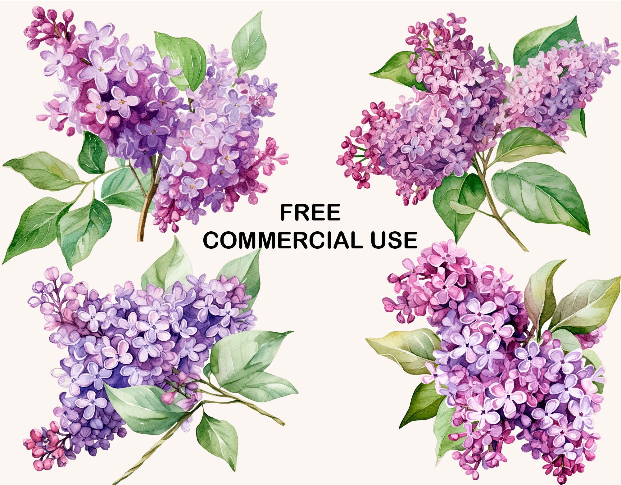 Watercolor Lilac Clipart Lilac Png Bundle Watercolor - Etsy