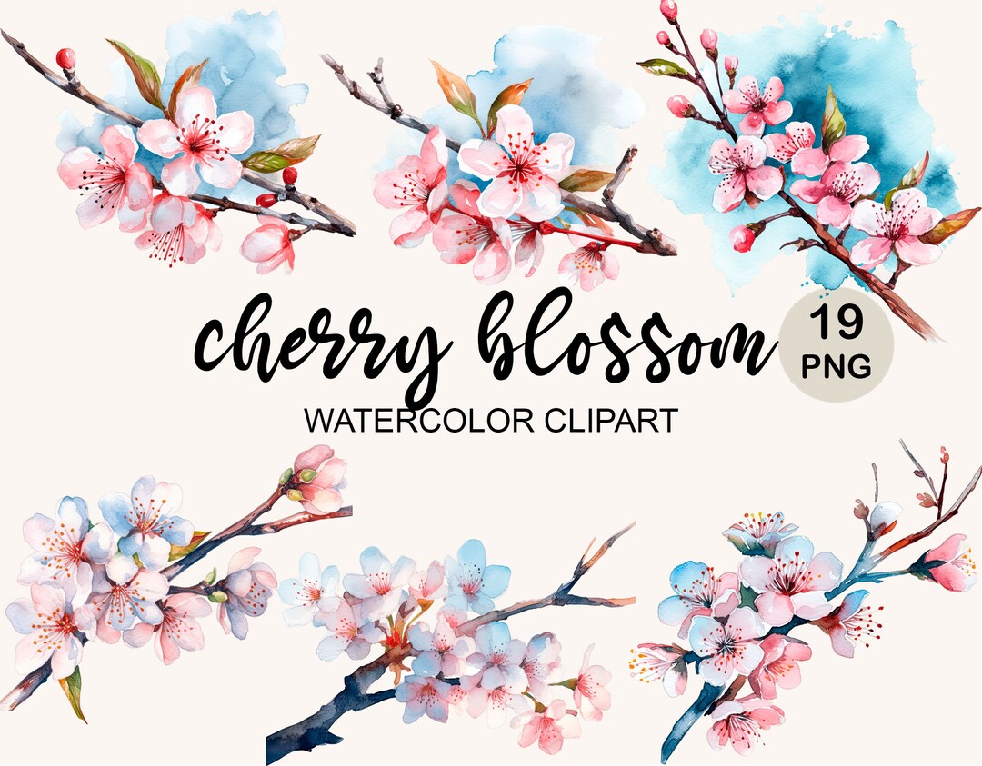 Watercolor Cherry Blossom Clipart Png Watercolor Clipart - Etsy