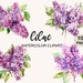 Watercolor Lilac Clipart, Lilac Png Bundle, Watercolor Clipart, Floral ...