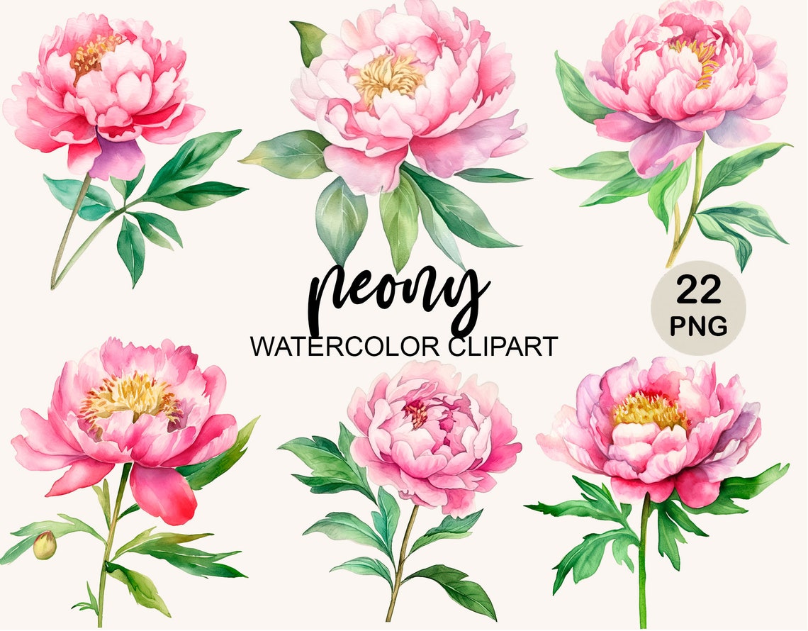 Watercolor Peony Png Clipart Watercolor Clipart Flowers Png - Etsy
