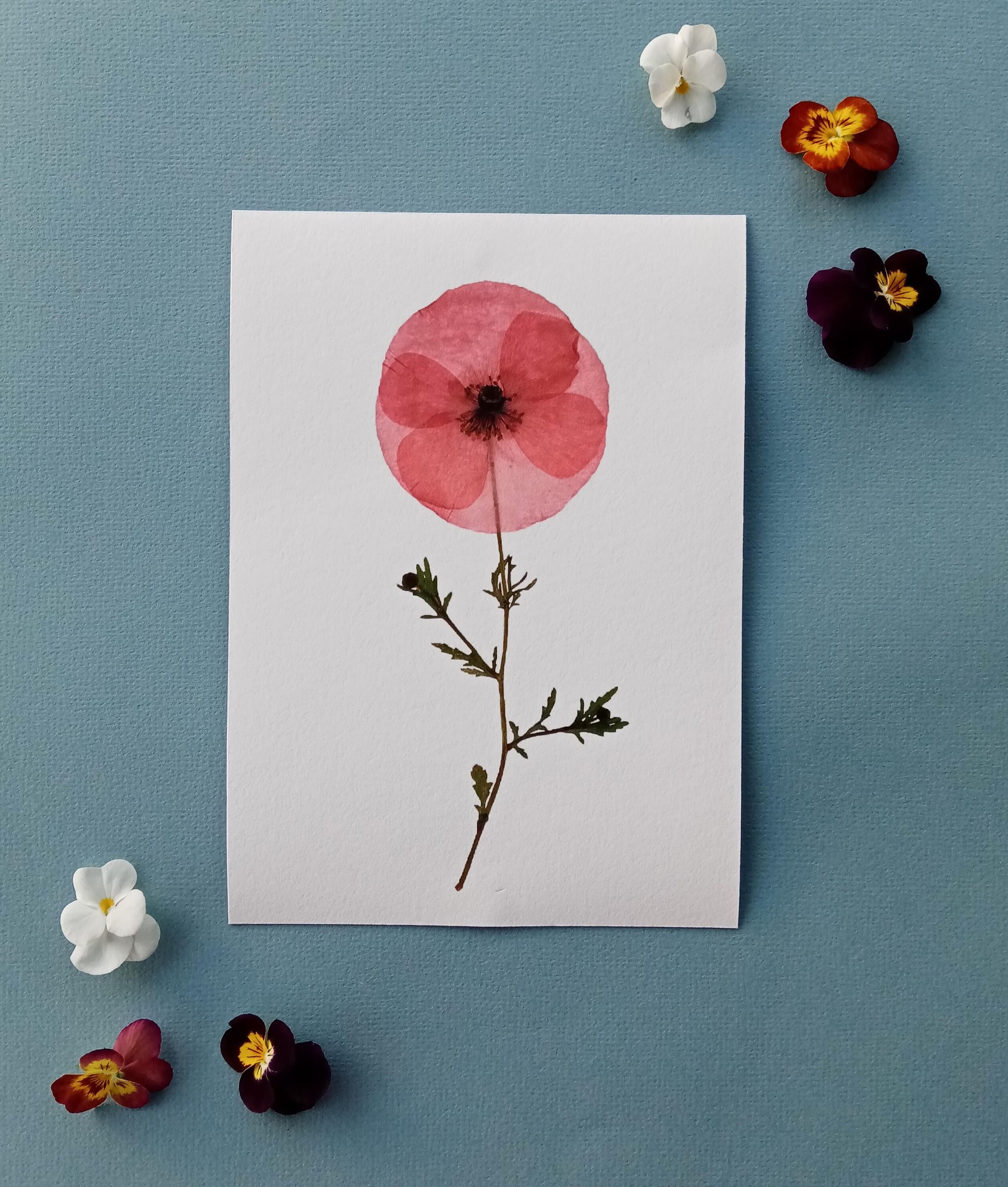 Poppy Artwork Pressed Flower Art Print Poppy Gifts for Mum - Etsy