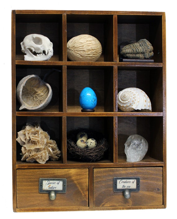 Cabinet of Curiosity / Curiosity Box / Curiosity Cabinet / - Etsy