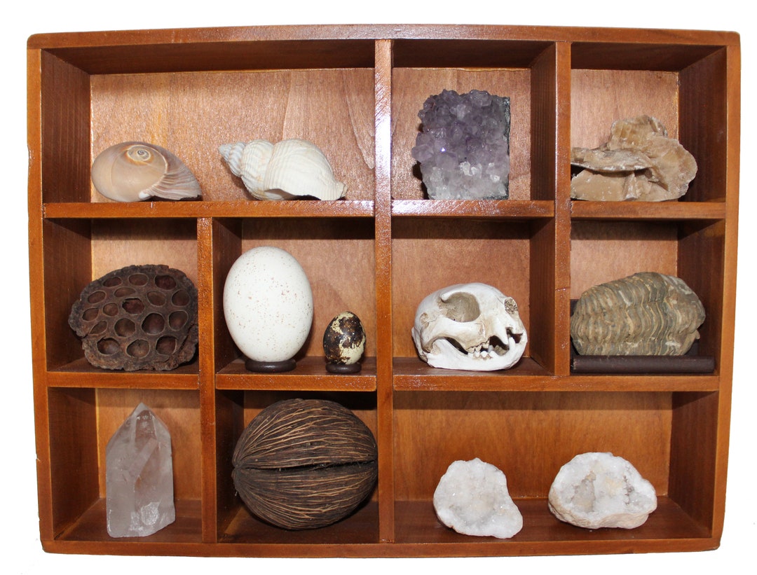 Cabinet of Curiosity / Curiosity Box / Curiosity Cabinet / - Etsy