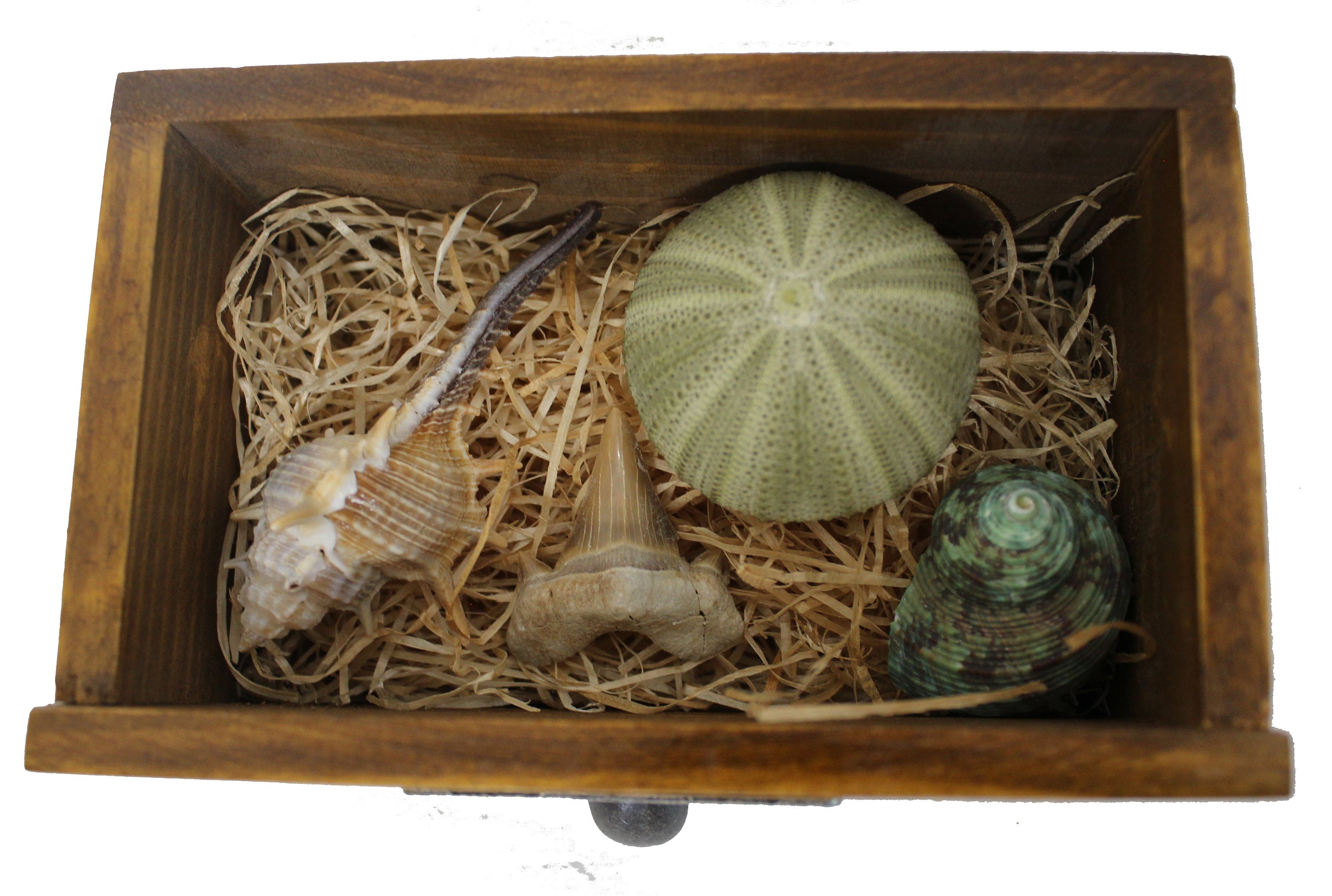 Cabinet of Curiosity / Curiosity Box / Curiosity Cabinet / Curiosities ...