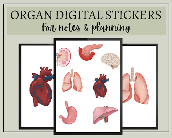 Organ Digital Stickers for Notes Presentations and More - Etsy