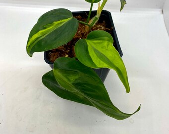 Carnival Brasil Philodendron - Etsy