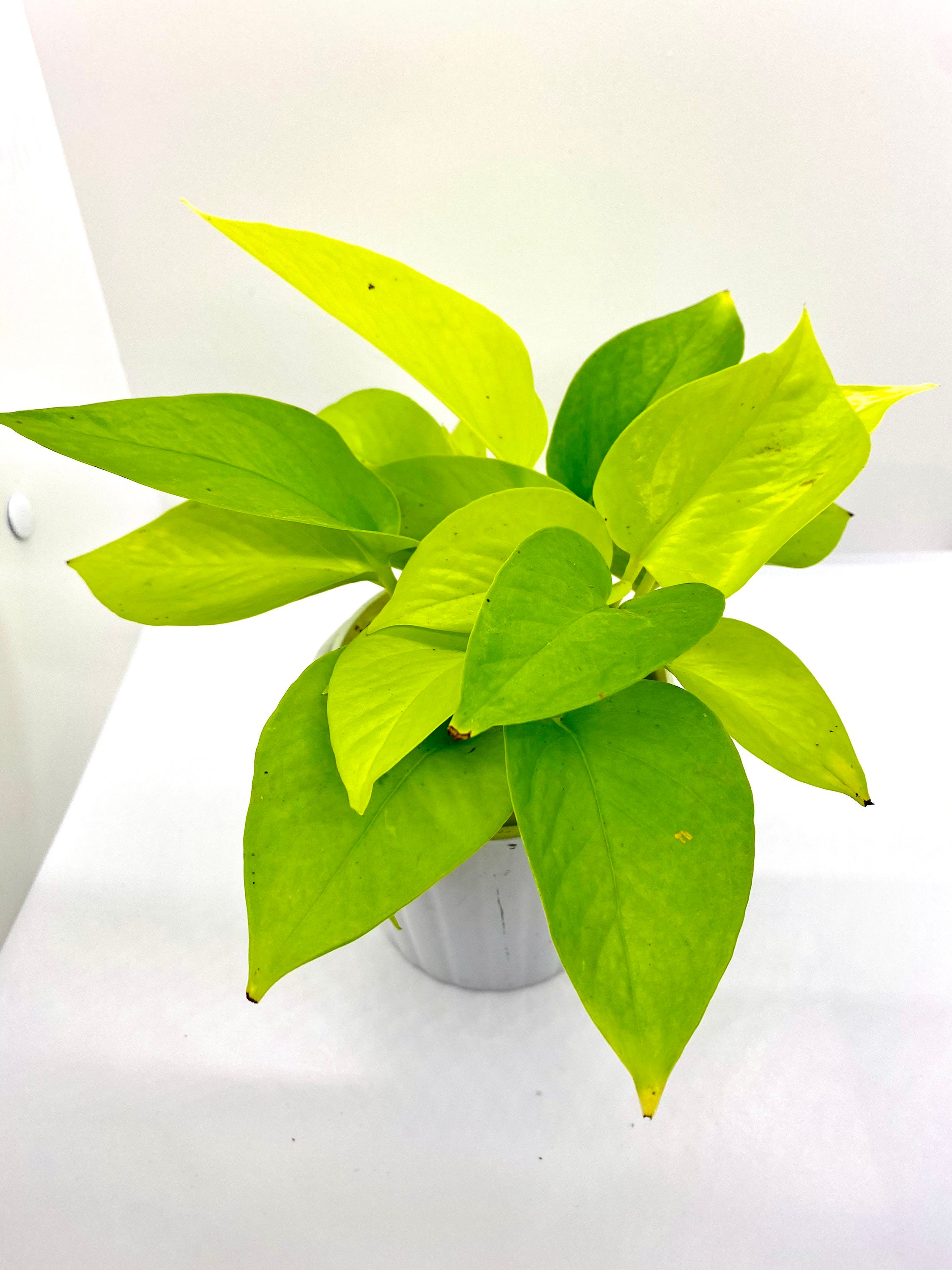 4 in. Epipremnum aureum Neon Pothos Craft Supplies & Tools House Plants ...