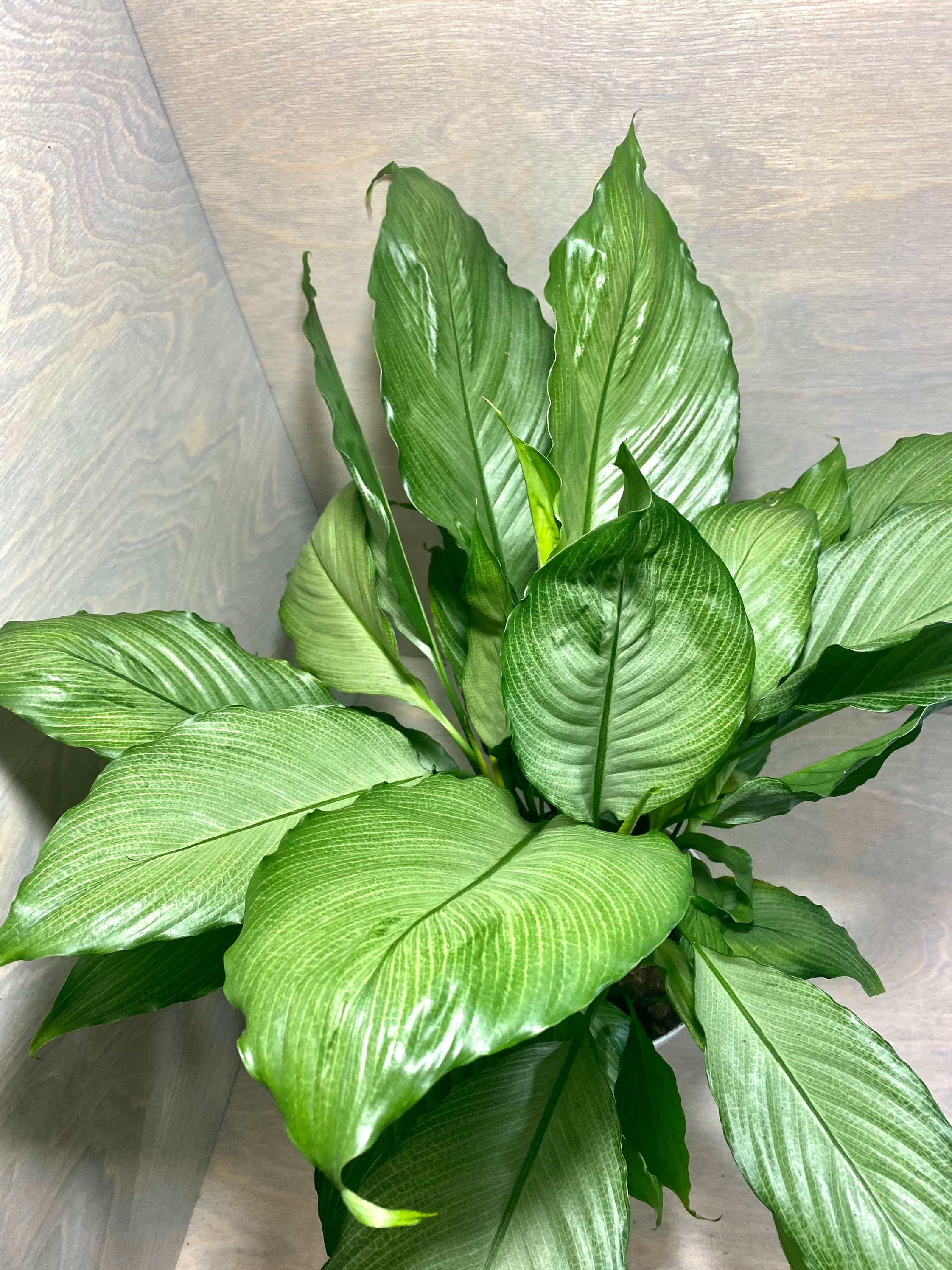 6 Platinum Mist Peace Lily Spathiphyllum platinum Mist - Etsy