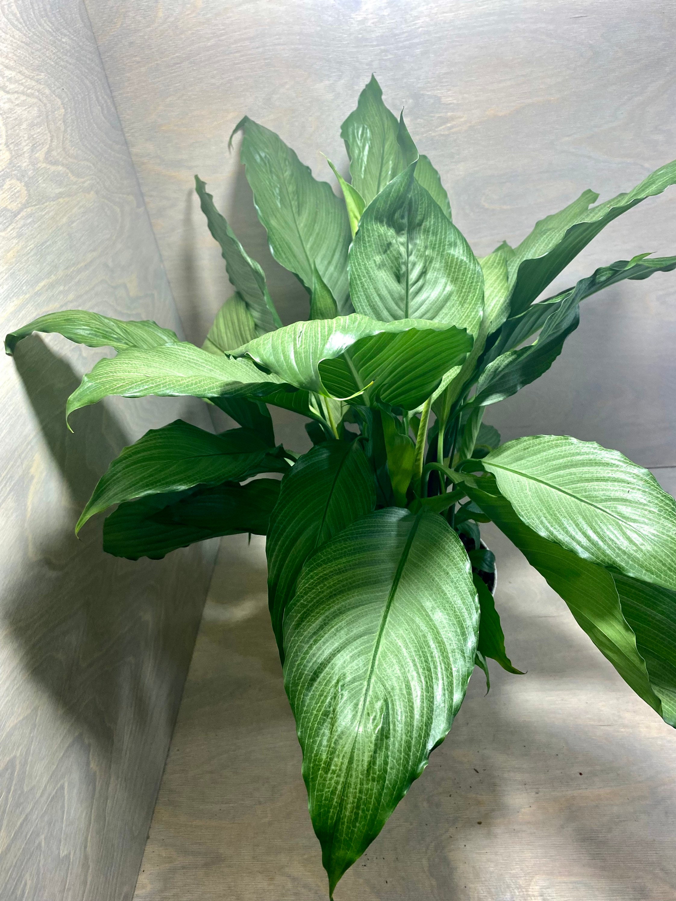 6 Platinum Mist Peace Lily Spathiphyllum platinum Mist - Etsy