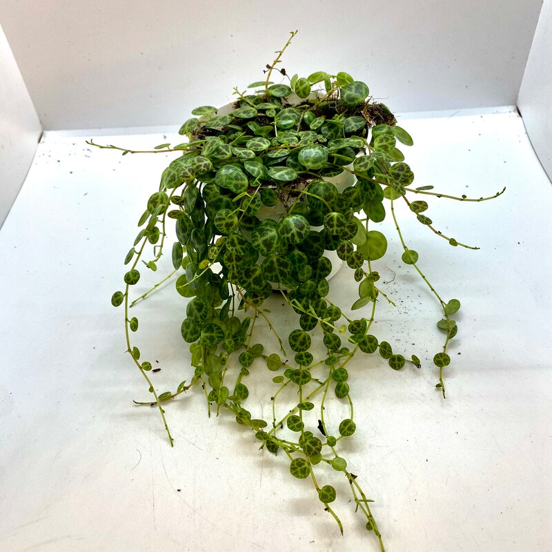 String of Turtles - Etsy