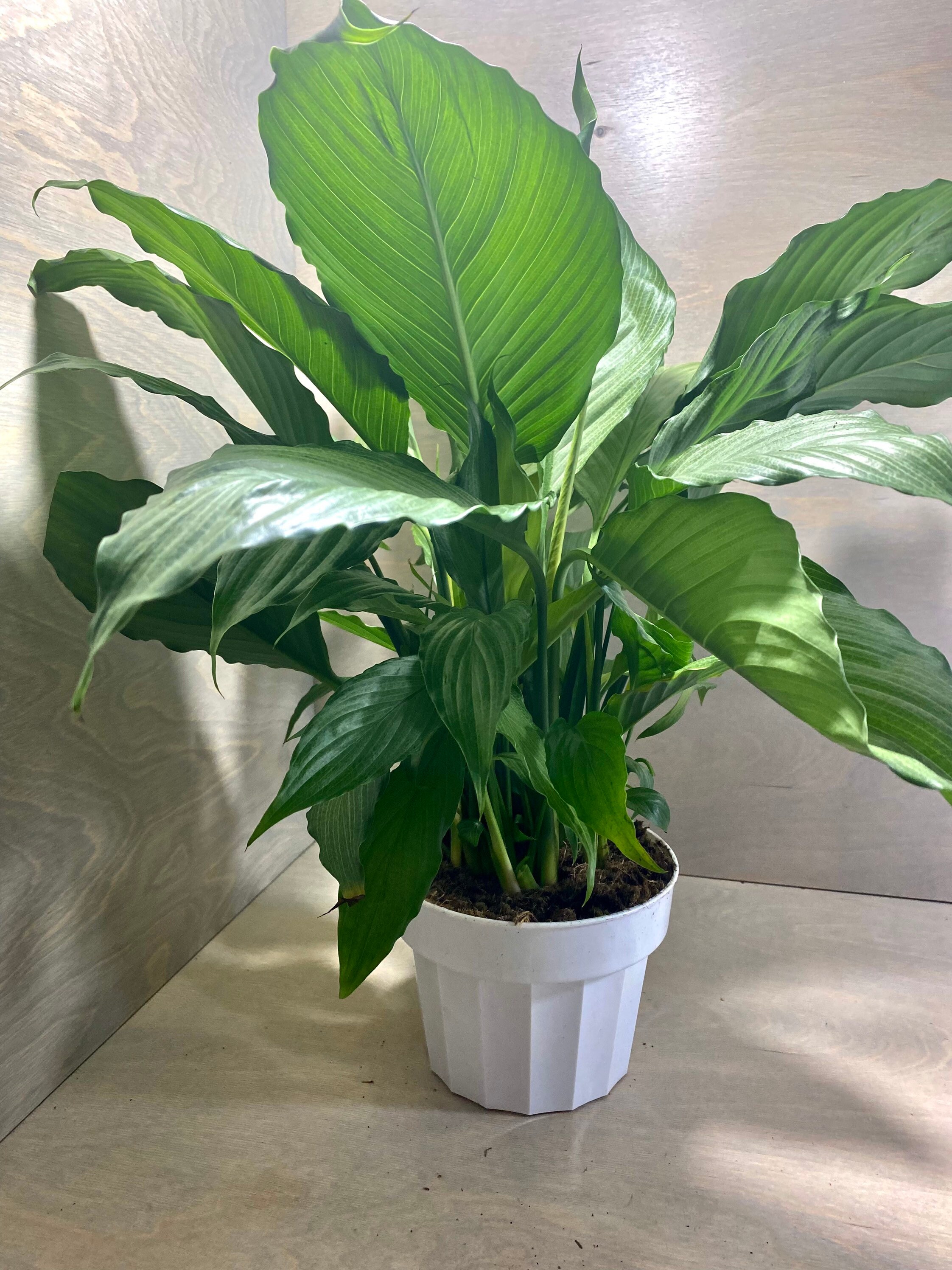 6 Platinum Mist Peace Lily Spathiphyllum platinum Mist - Etsy