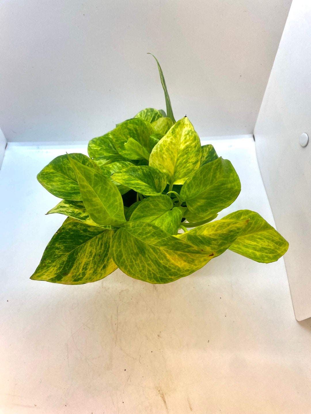 4 Neon Marble Pothos - Etsy