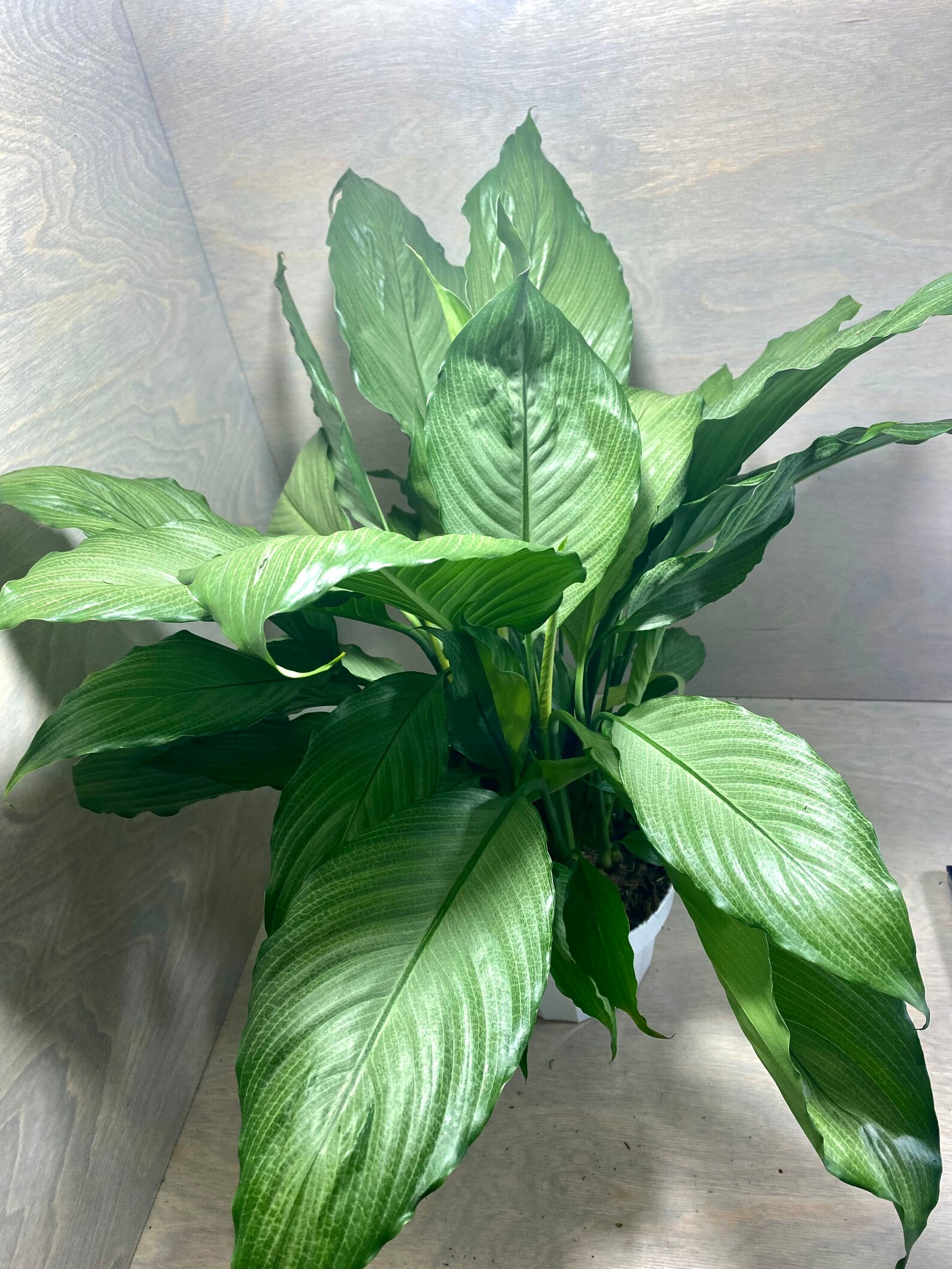 6 Platinum Mist Peace Lily Spathiphyllum platinum Mist - Etsy