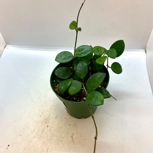 Hoya Mathilde - Etsy