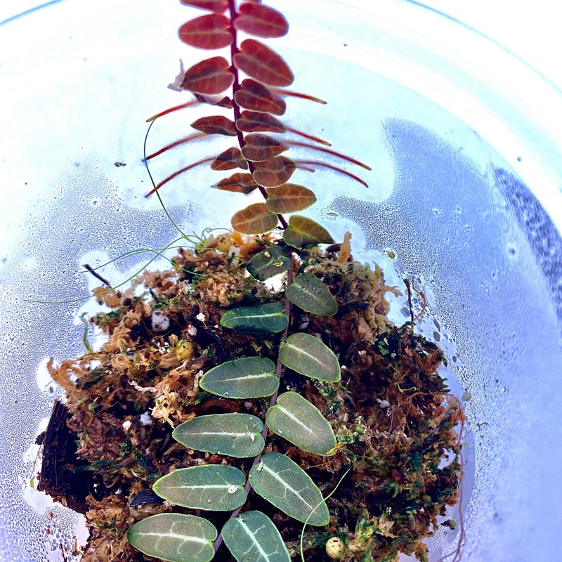 Moss Slurry - Etsy