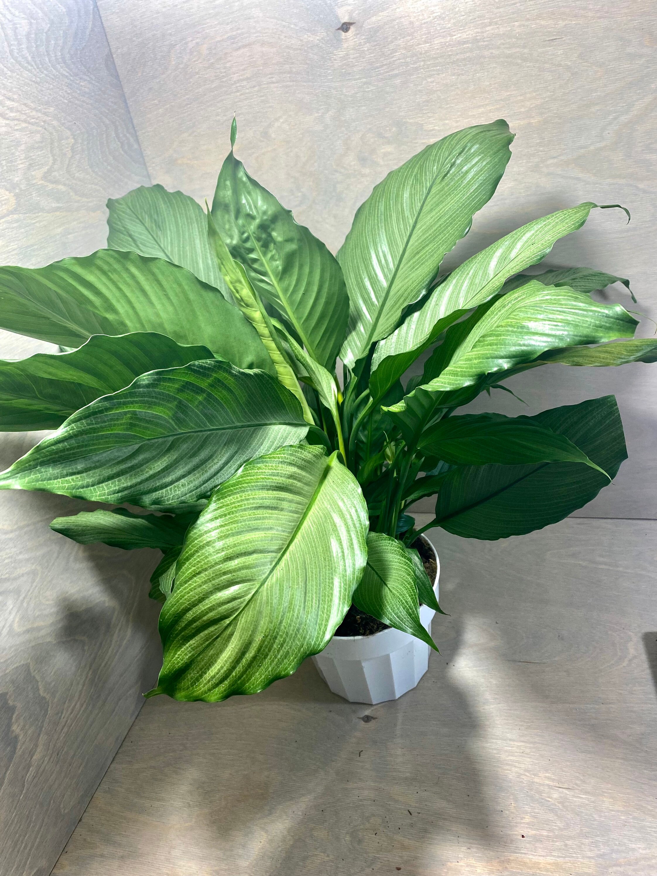 6 Platinum Mist Peace Lily Spathiphyllum platinum Mist - Etsy