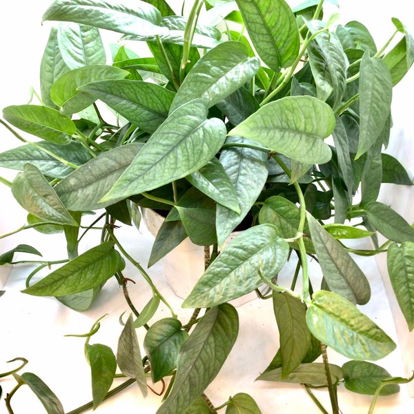 Cebu Blue Pothos - Etsy