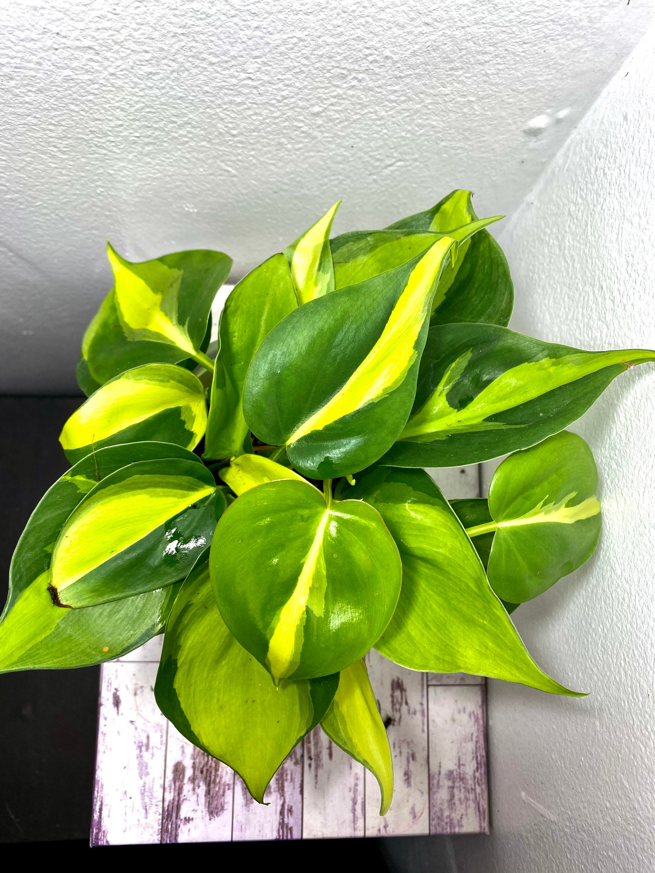 4 Philodendron Brazil | Etsy