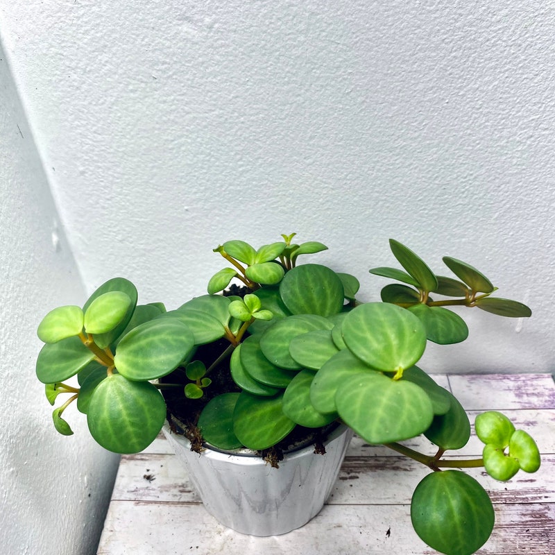 Peperomia Hope Plant - Etsy