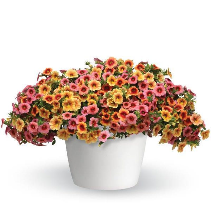 HappyGreenFarm - Etsy