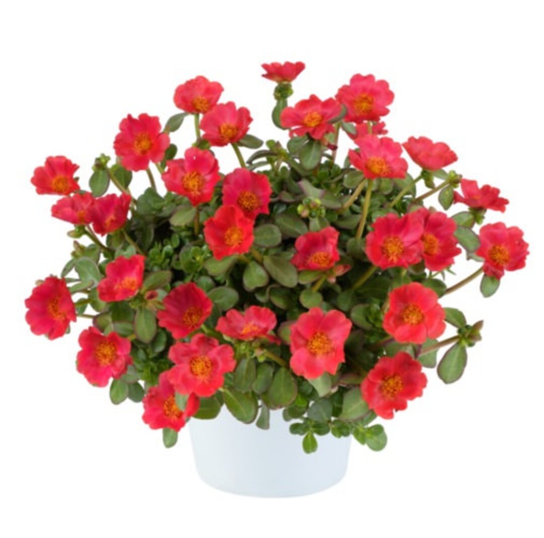 Portulaca Pazzaz Tropical Punch X5 or X1 Moss Rose Live Plant Plugs ...