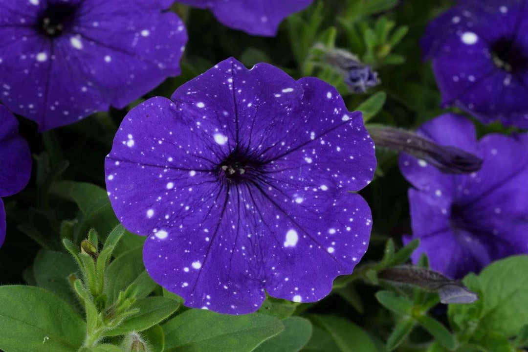 Petunia Splash Dance Bolero Blue X4 or X1 Goth Garden Live Plant Plugs ...