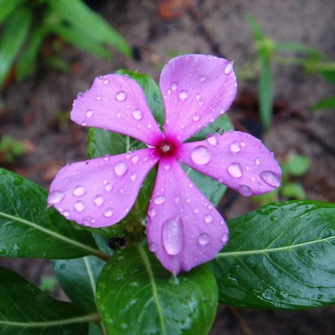 Catharanthus (vinca) Soiree Kawaii Blueberry Kiss X5 or X1 Live Plant ...