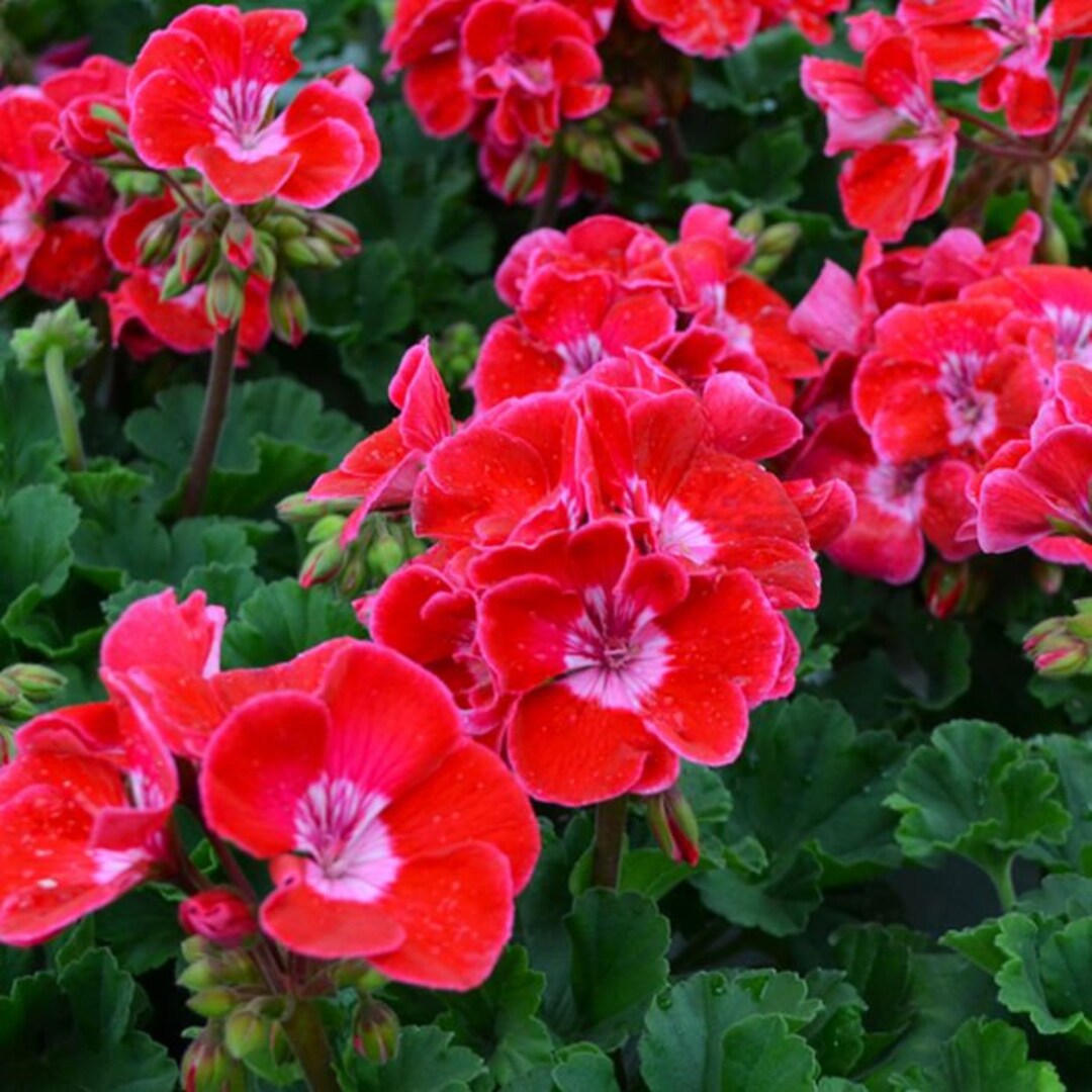 Geranium Savannah Ruby Sizzle X4 or X1 Live Plant Plugs Grow Your Own ...