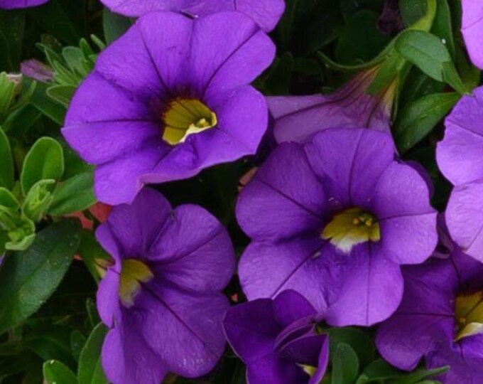 Calibrachoa Lia Violet X5 or X1 Live Plant Plugs Grow Your Own Garden ...