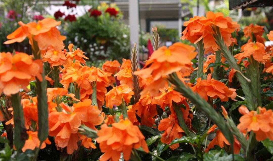 Crossandra Orange Marmalade Live Plant Plugs X1 or X4 Firecracker ...