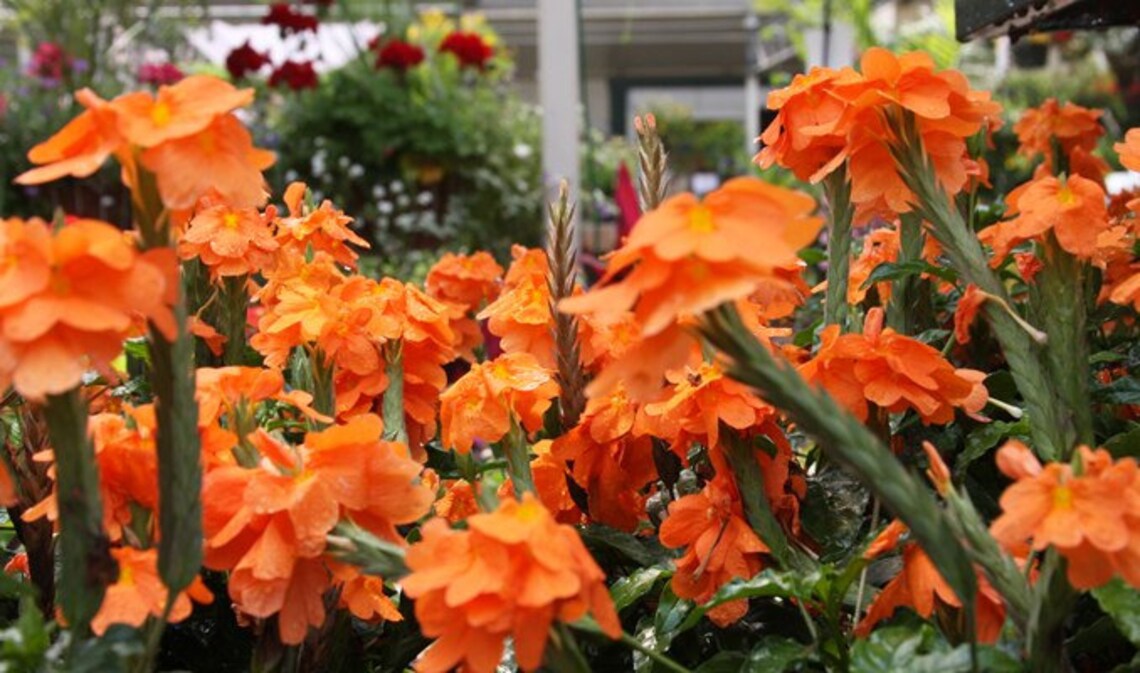 Crossandra Orange Marmalade Live Plant Plugs x1 or x5 | Etsy