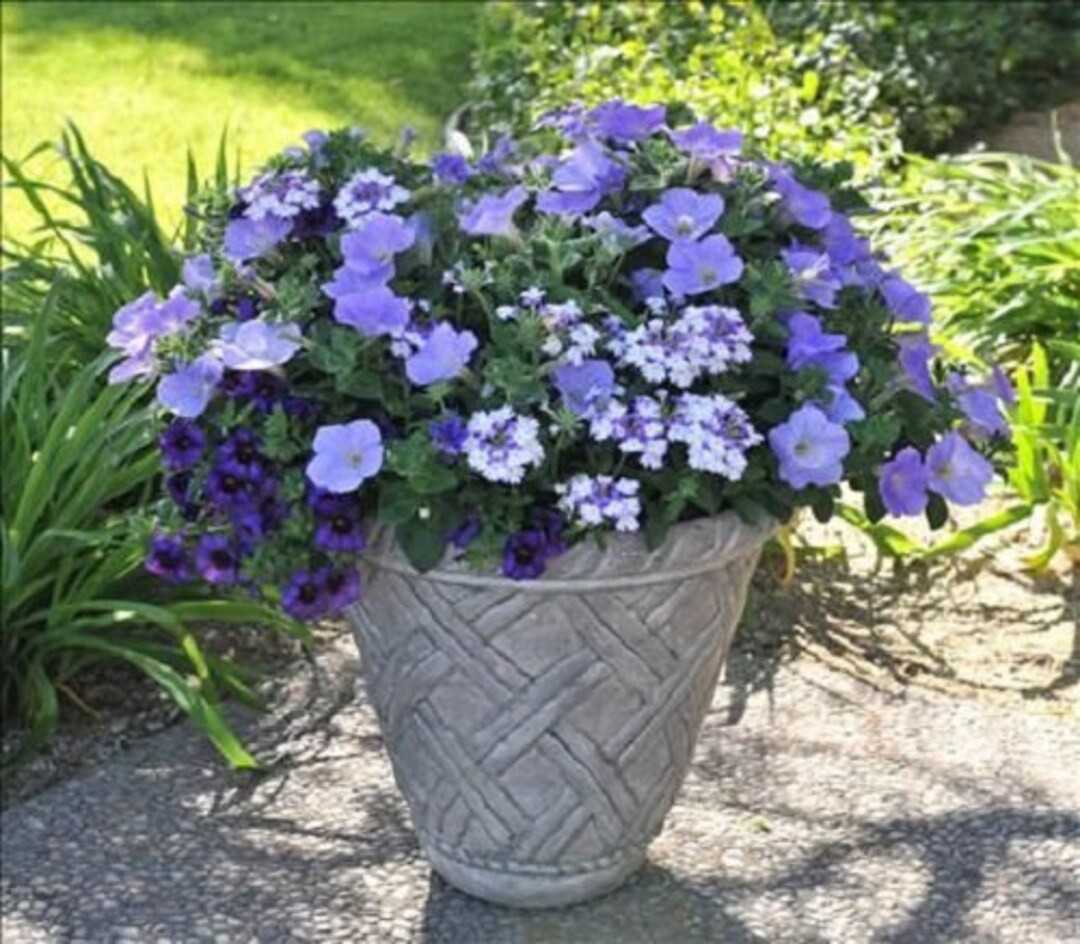 Shocking Blue Happymix Live Mixed Plants Planter Ready to Plant ...