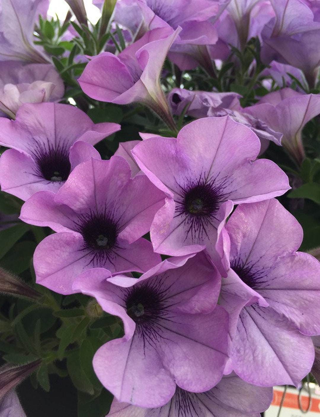 Petunia Sweetunia Lavender Shimmer X5 or X1 Live Plant Plugs - Etsy