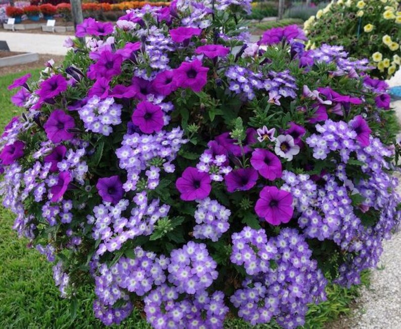 Endurable Lilac Confetti Trio Happymix Live Mixed Plants Planter Ready ...