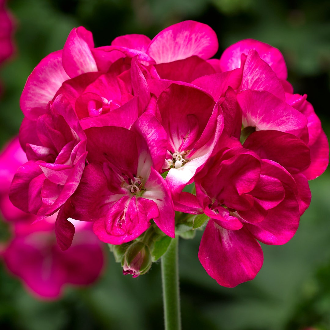Geranium Americana Violet Ice X4 or X1 Pelargonium Live Plant - Etsy